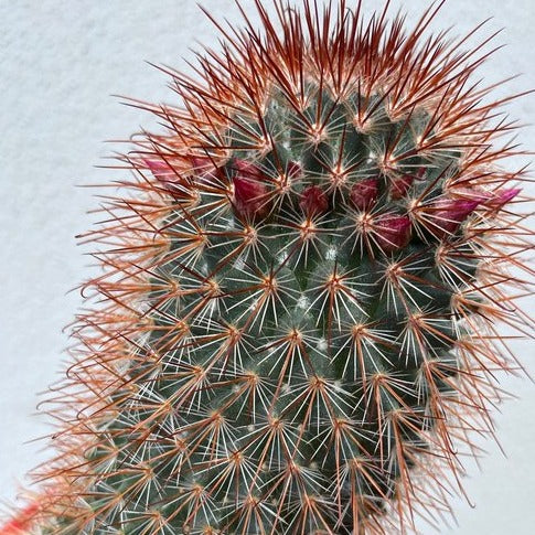 Cacti - Mammillaria Spinosissima – Succulents World