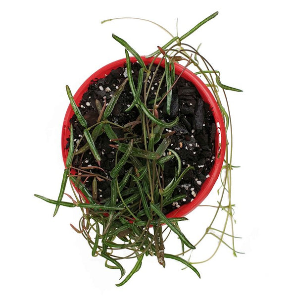 String of Needles – Succulents World