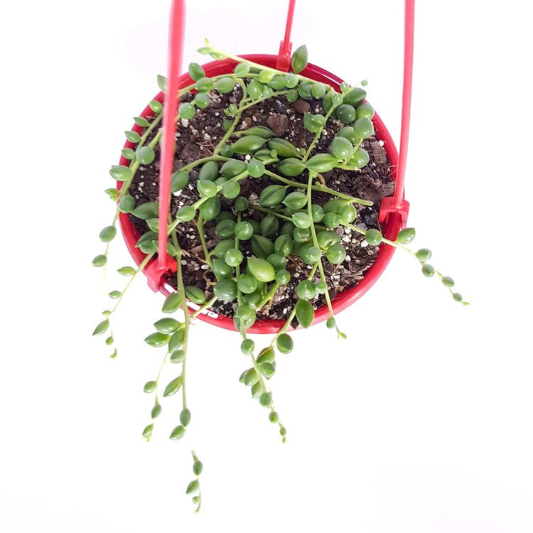 Senecio - String of Tears – Succulents World